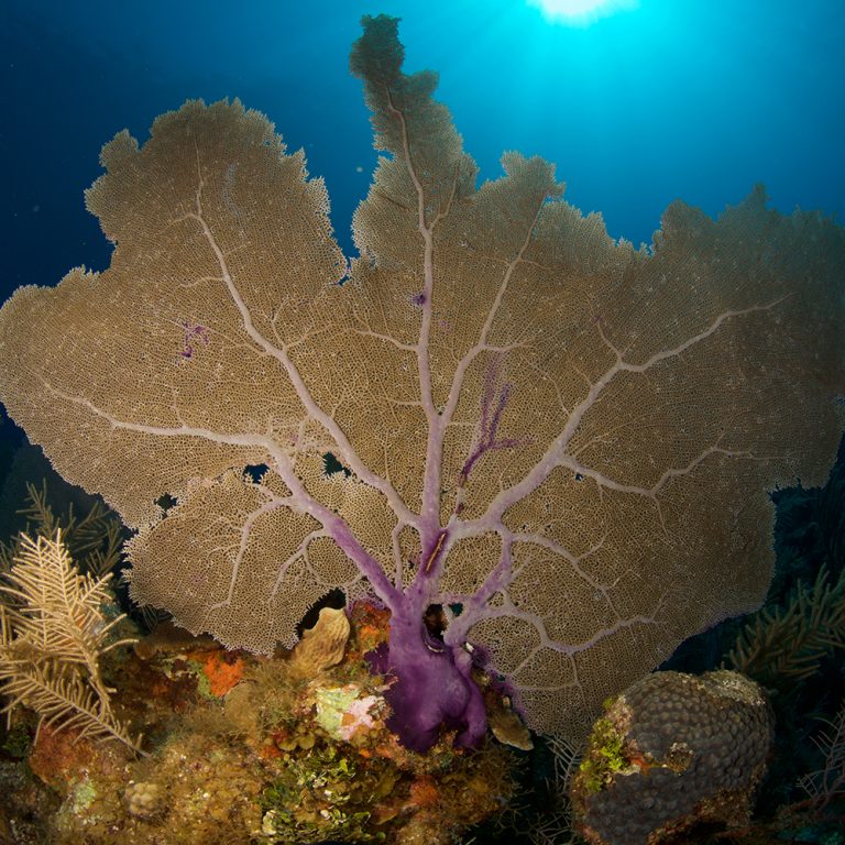 Gorgonian Fan Coral – AP Global